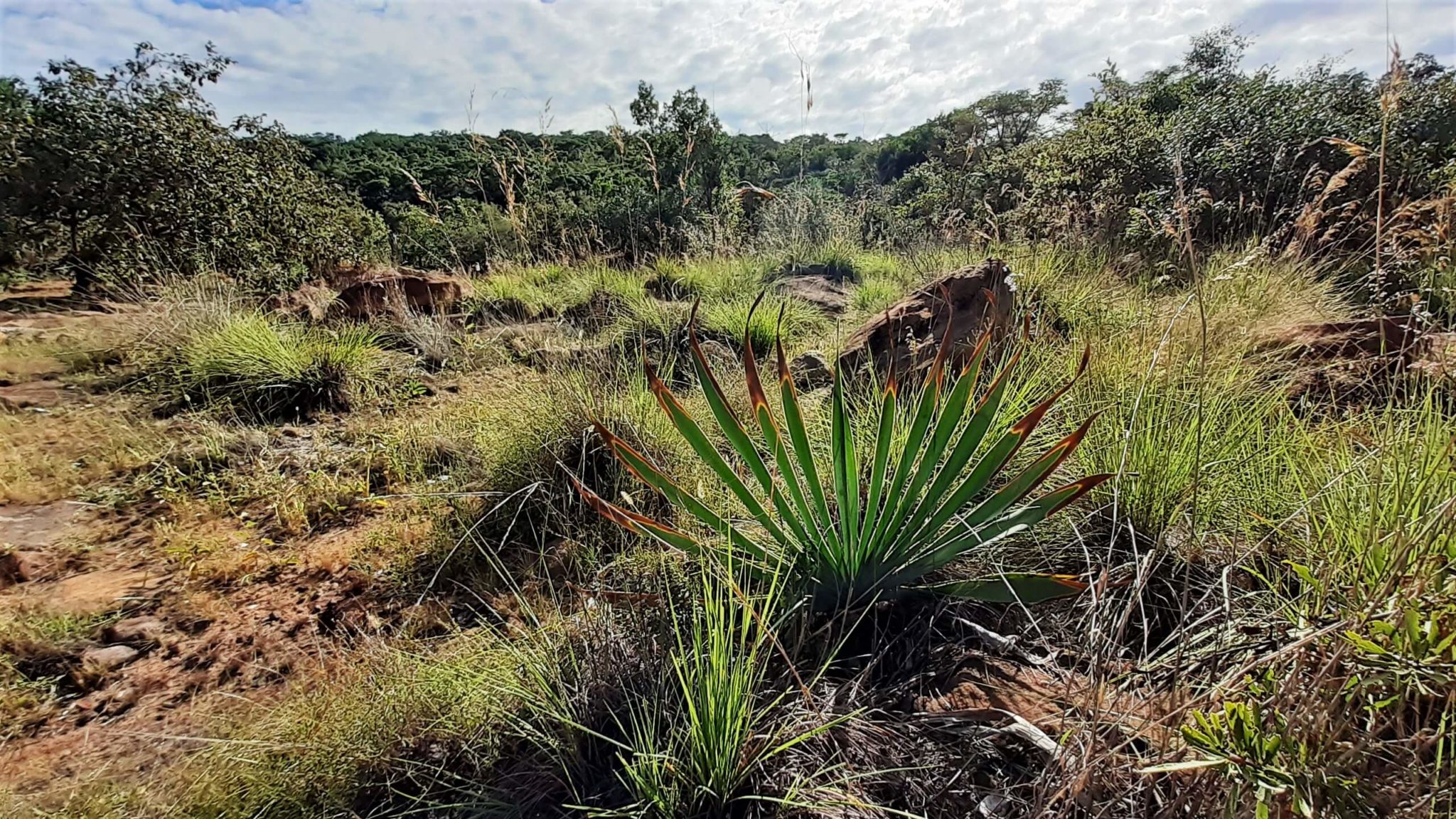 Nature's Medicine Chest - Makweti