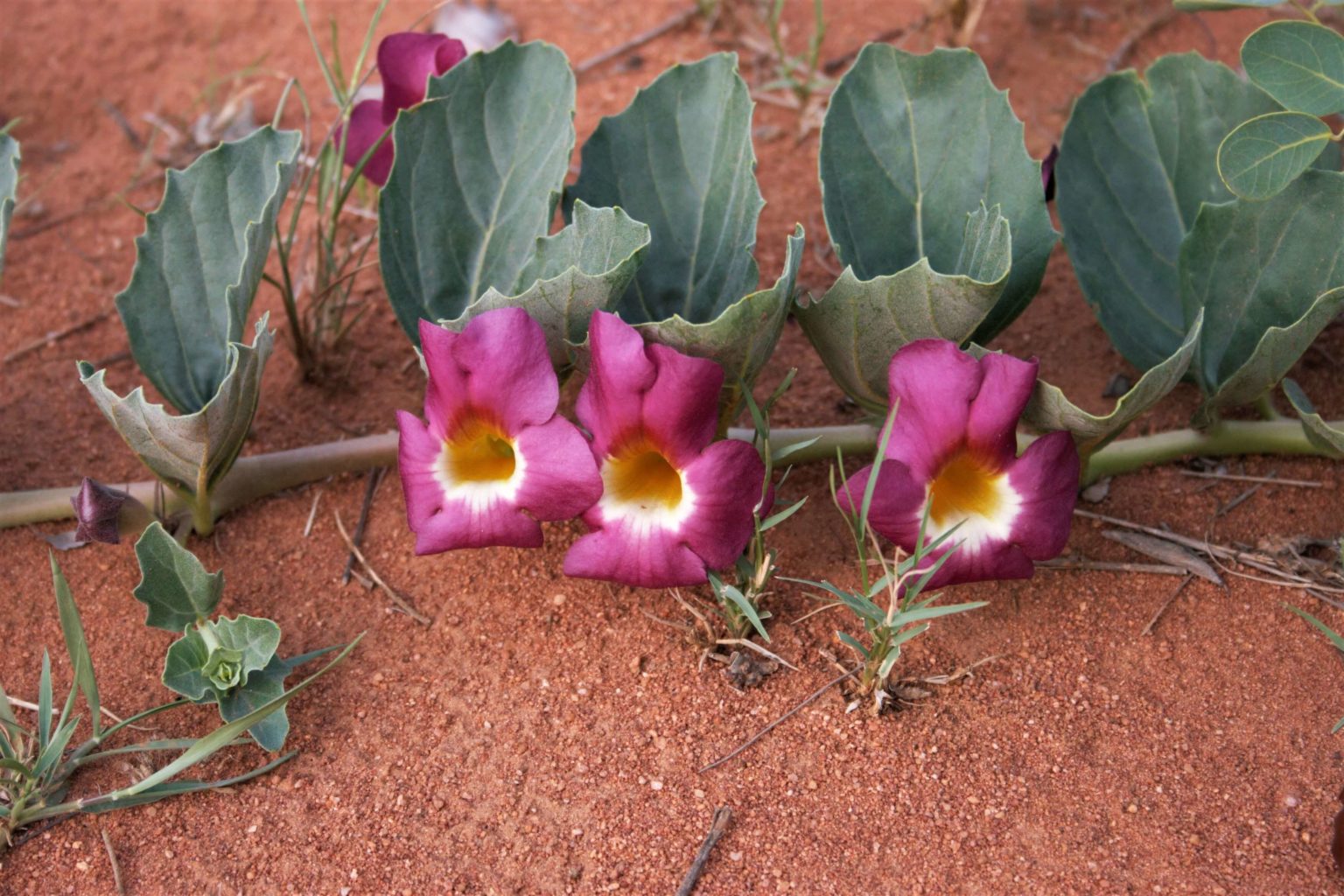 Nature's Medicine Chest - Makweti