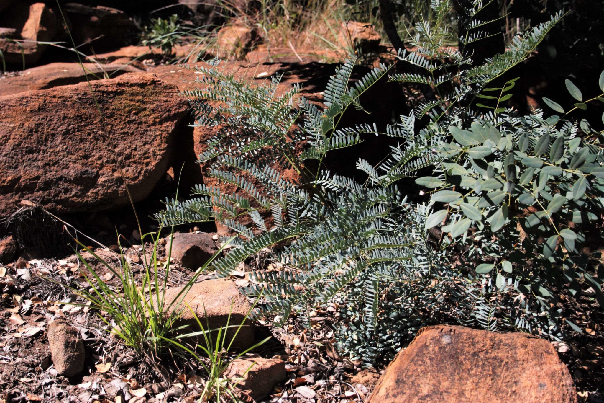 Nature's Medicine Chest - Makweti