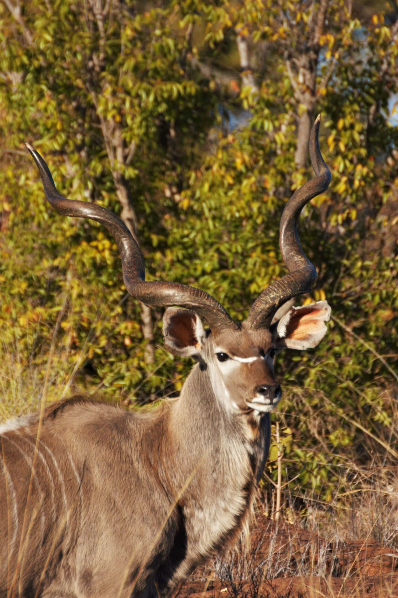 What's In The Names Of Our Wild Animals? - Makweti Safari Lodge