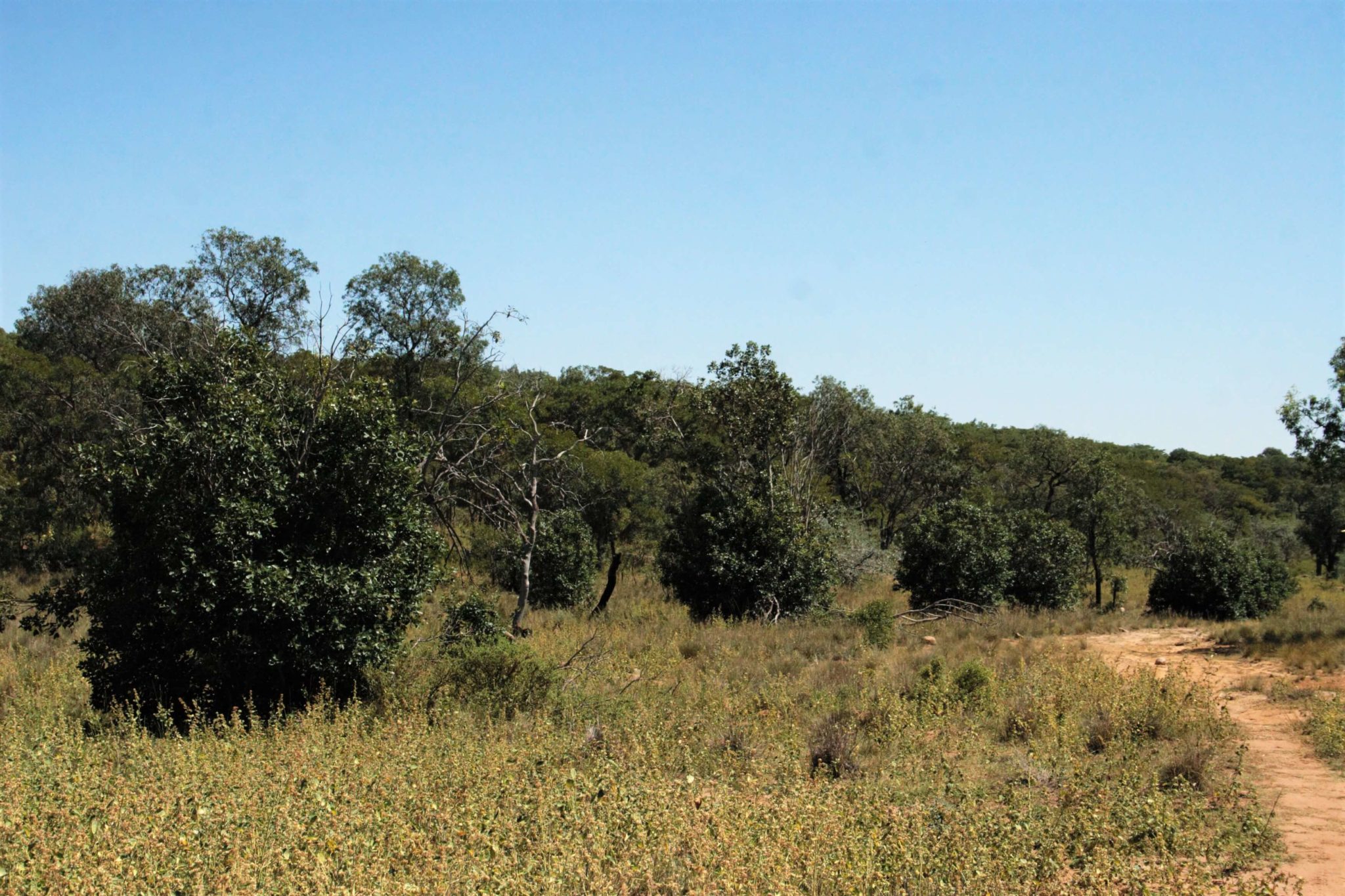 Nature's Medicine Chest - Makweti
