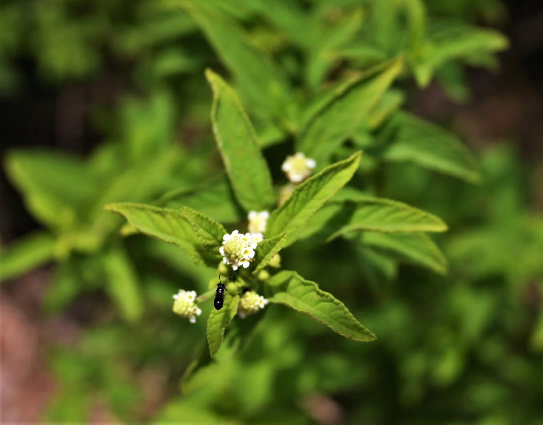 Nature's Medicine Chest - Makweti