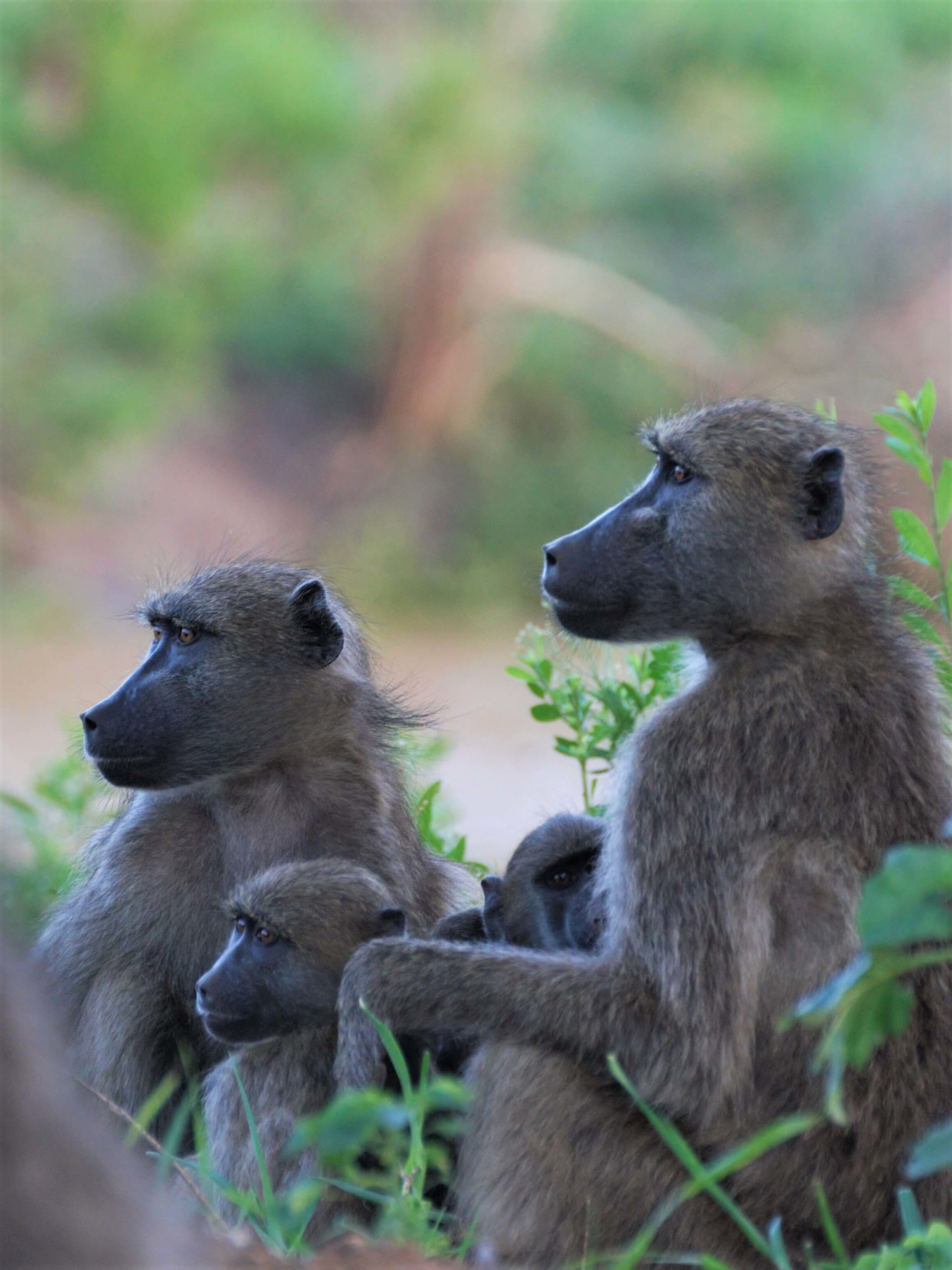 Types Of Baboons Names