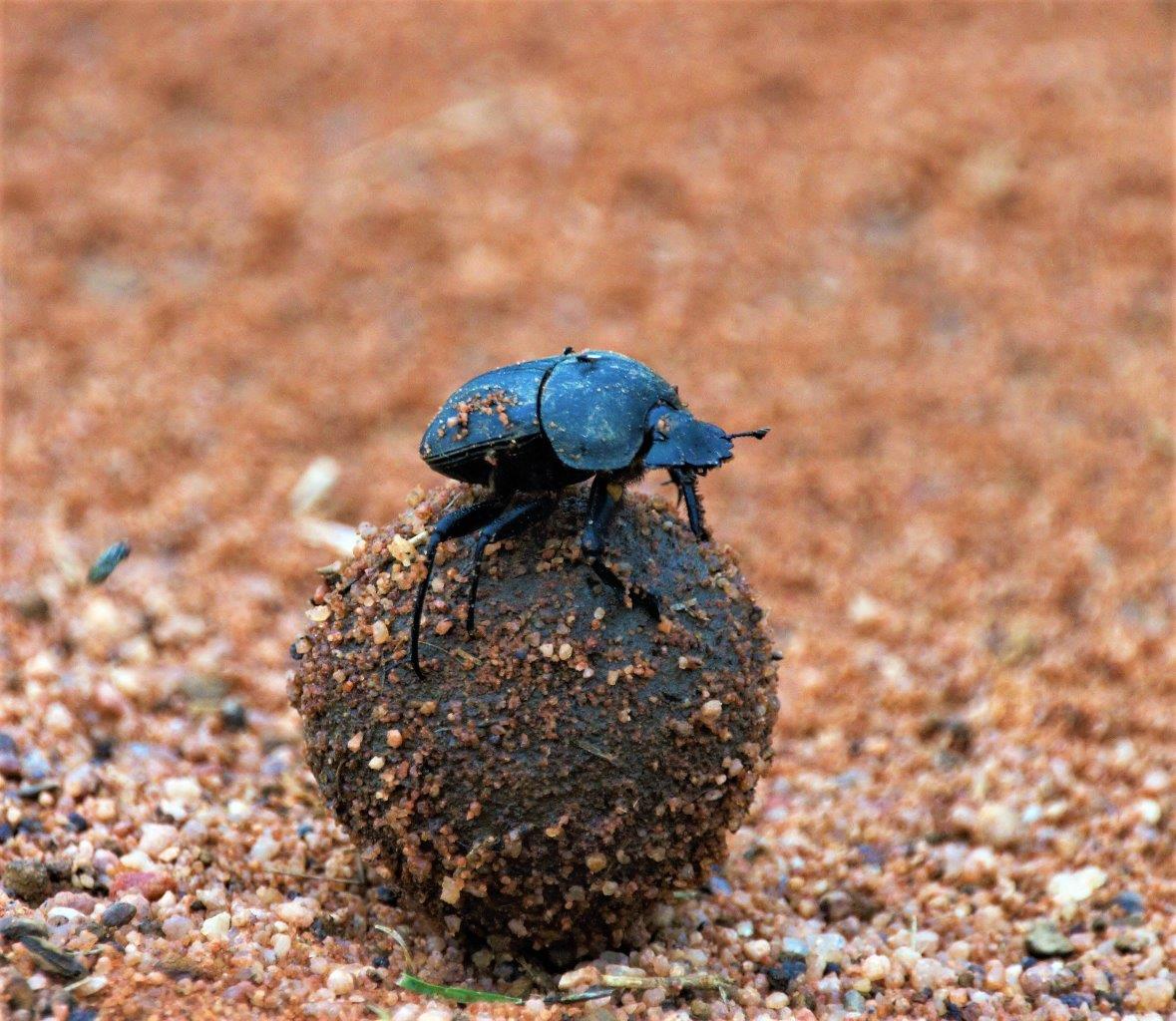Gorn Big African Dung Beetle