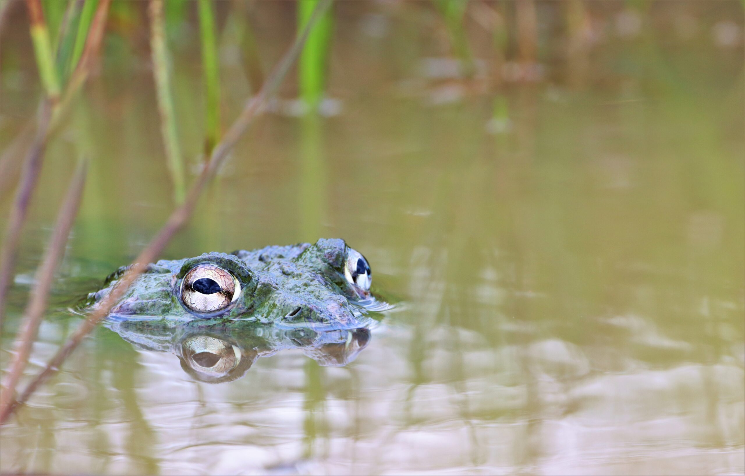 Giant Bullfrog - Makweti