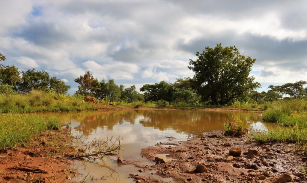 Giant Bullfrog - Makweti