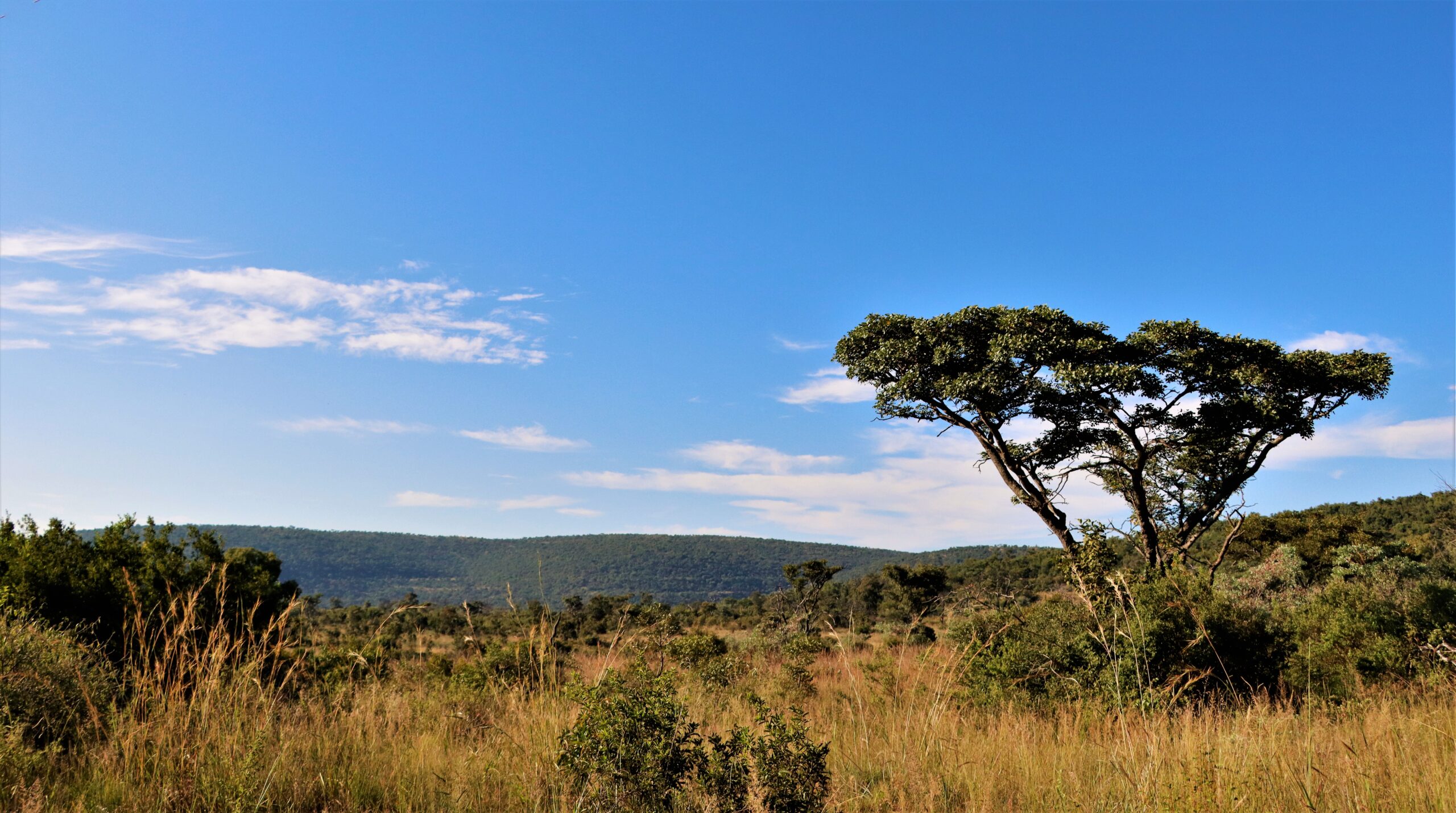 Just Ask Us! We don’t see many ‘Thorn Trees’ on Welgevonden Game ...