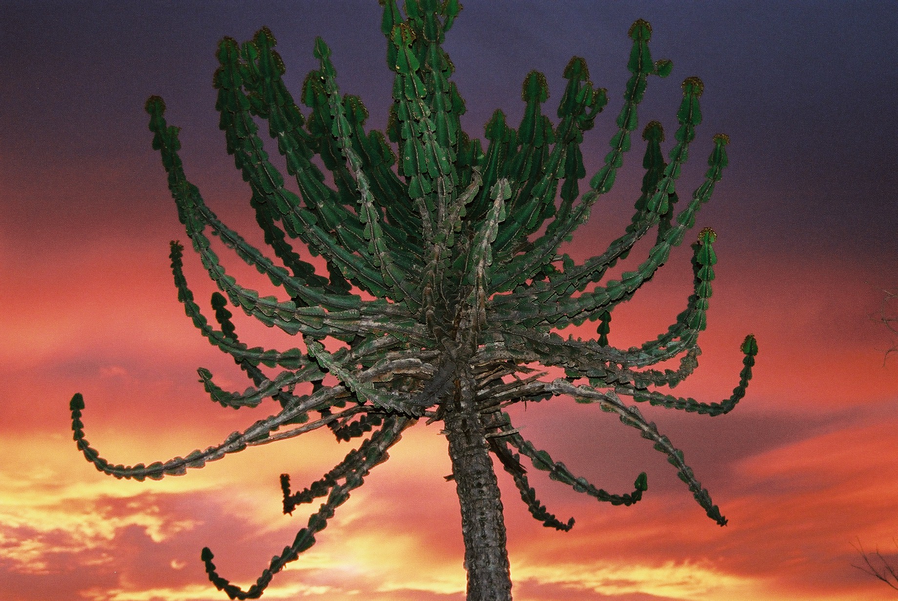 Spring on the Welgevonden - celebrating the Makweti tree - Makweti