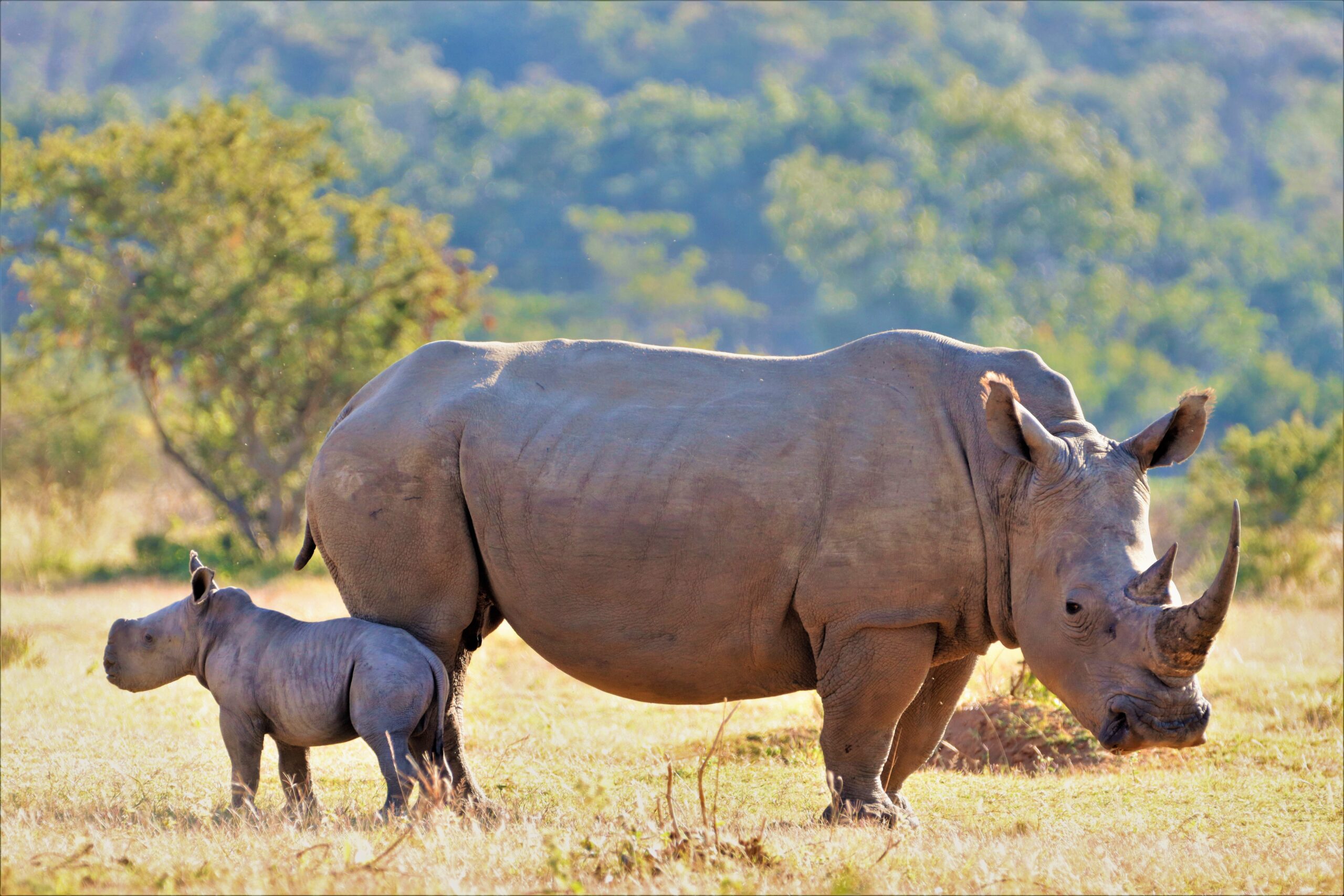 World Rhino Day | Makweti Safari Lodge