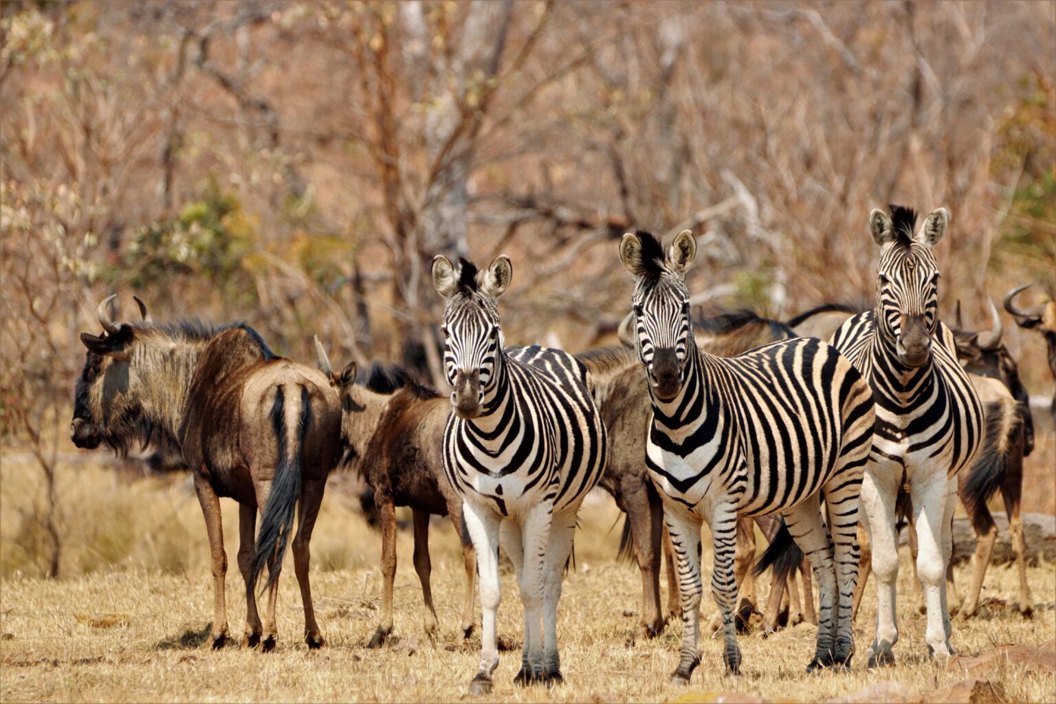 Just Ask Us! We often see Wildebeest and Zebra together, and there are ...
